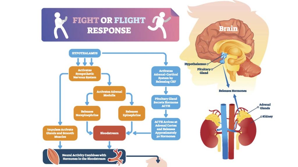 Fight or Flight - HealthLinks SC